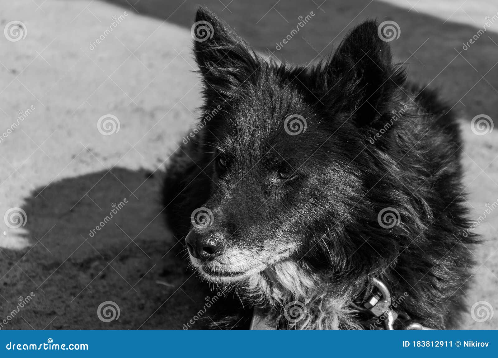 Big Black Dog Tied on a Chain Stock Image - Image of nature, mongrel ...