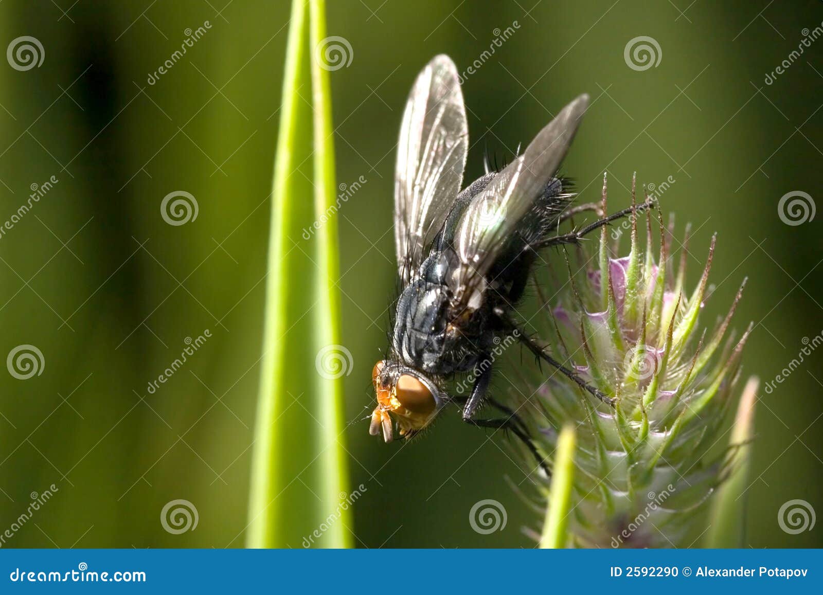 Cow And Cow Bothersome Flies (face Fly) Stock Photography ...
