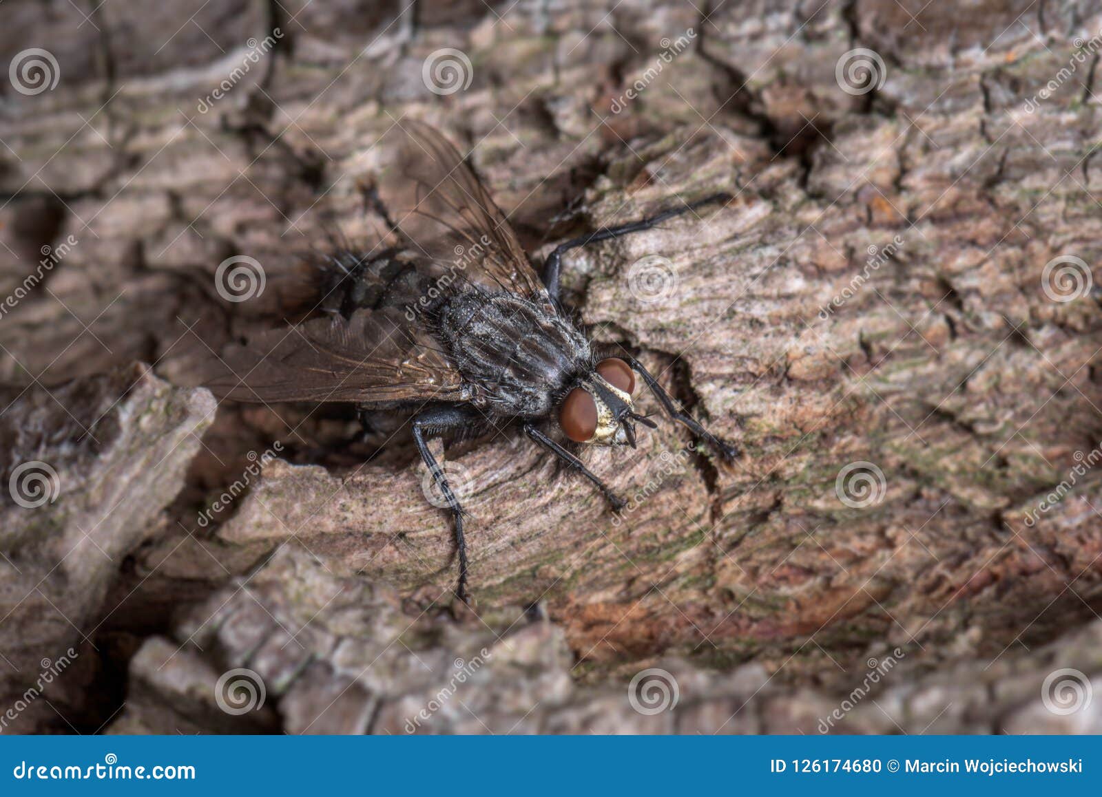 A big black fly stock photo. Image of macro, dark, carnaria - 126174680