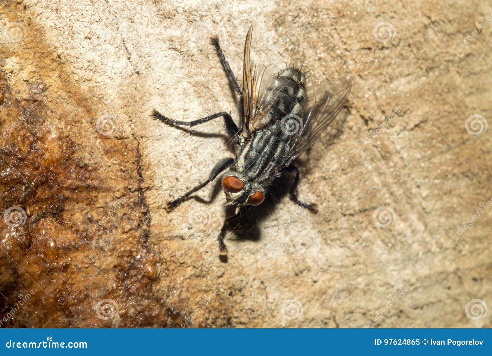 A Big Black Fly, with Red Eyes. Macro Stock Image - Image of bright ...