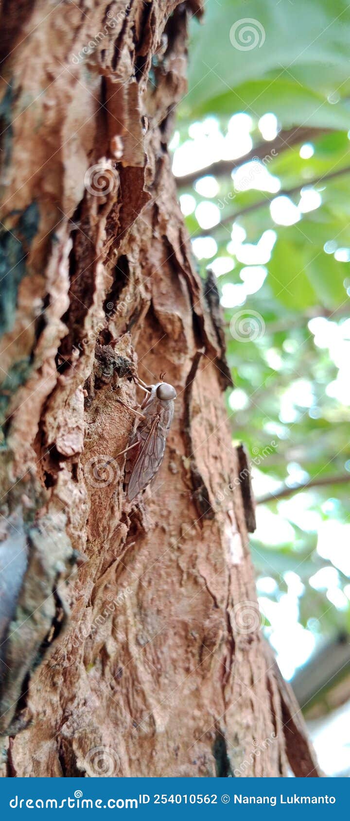 Big Black Fly Stuck To a Tree Trunk Stock Photo - Image of trunk, tree ...
