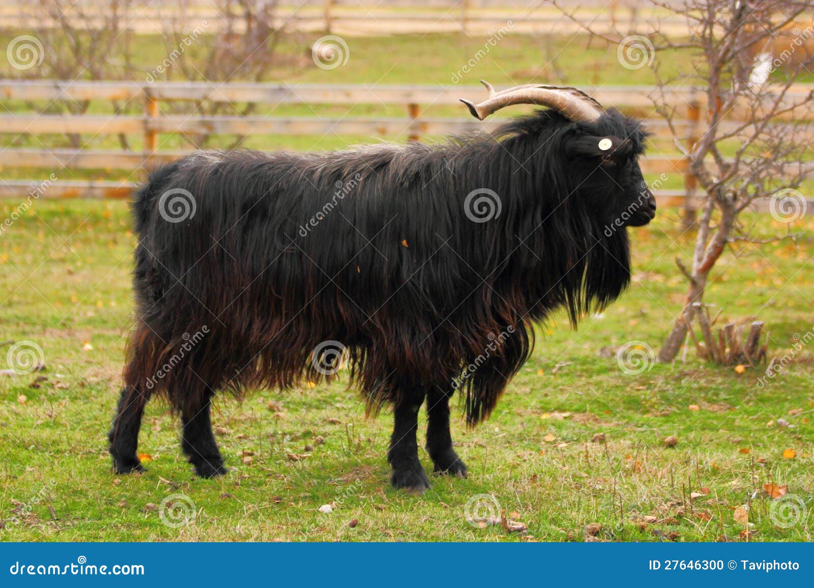 Big black goat stock photo. Image of outdoors, standing - 27646300