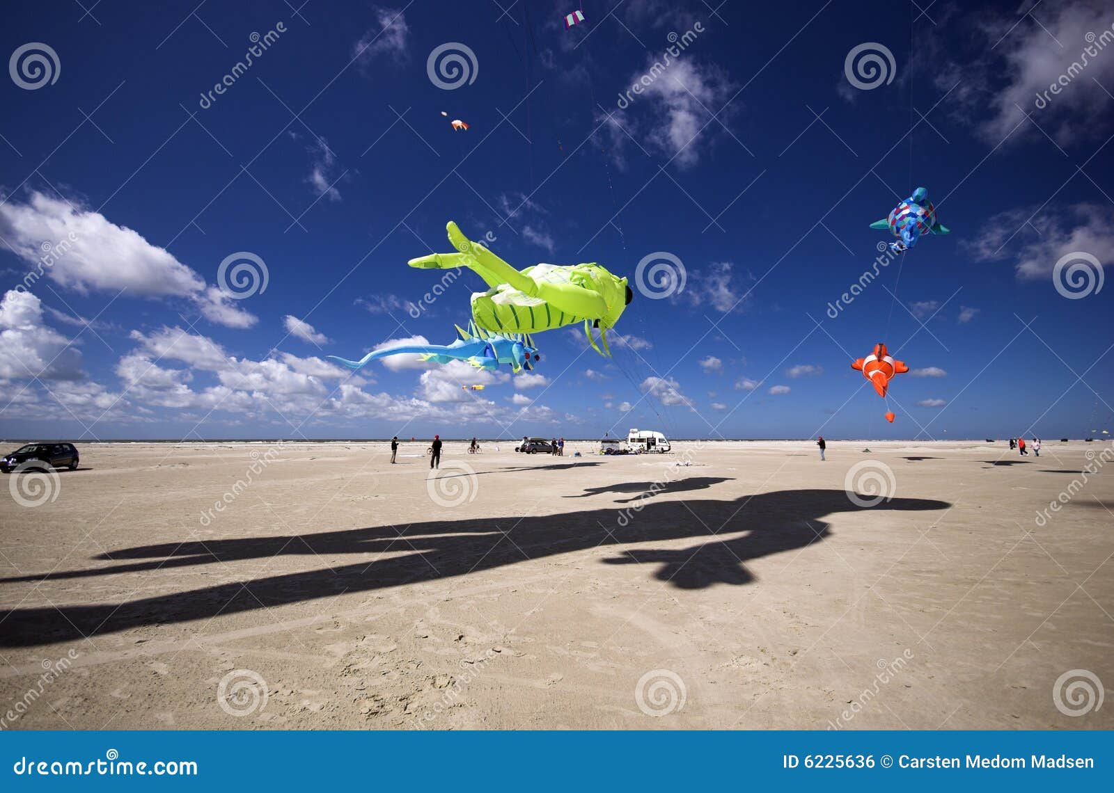 Big Black Grasshopper Shadow Picture. Image: 6225636