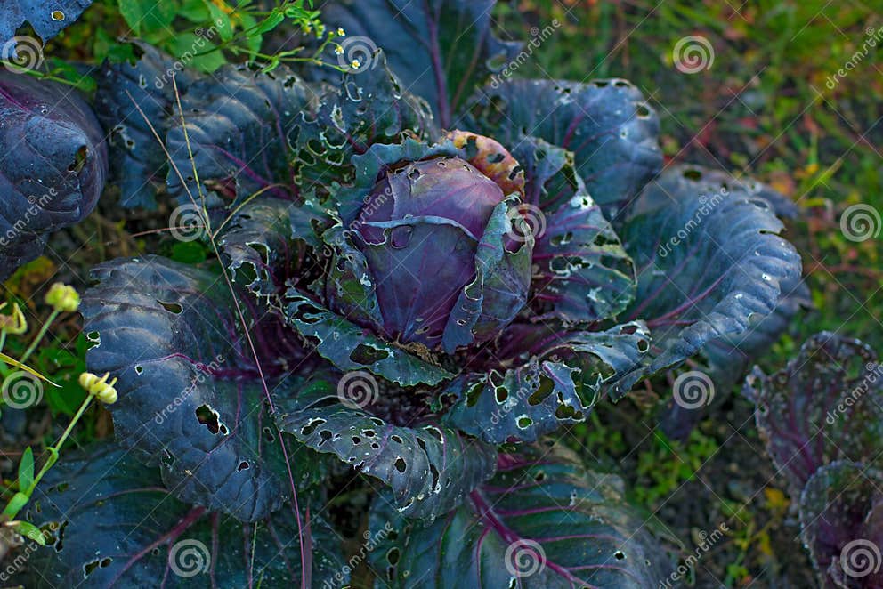 Big Black Head of Cabbage in the Garden Grows. Stock Photo - Image of ...