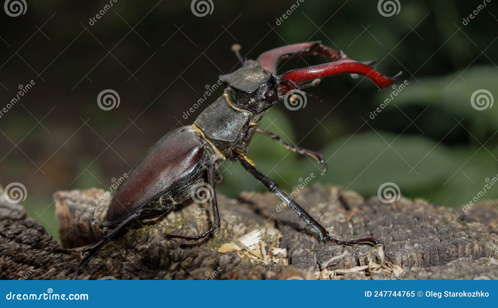 Big Black Horned Bug Closeup Stock Image - Image of small, animal ...