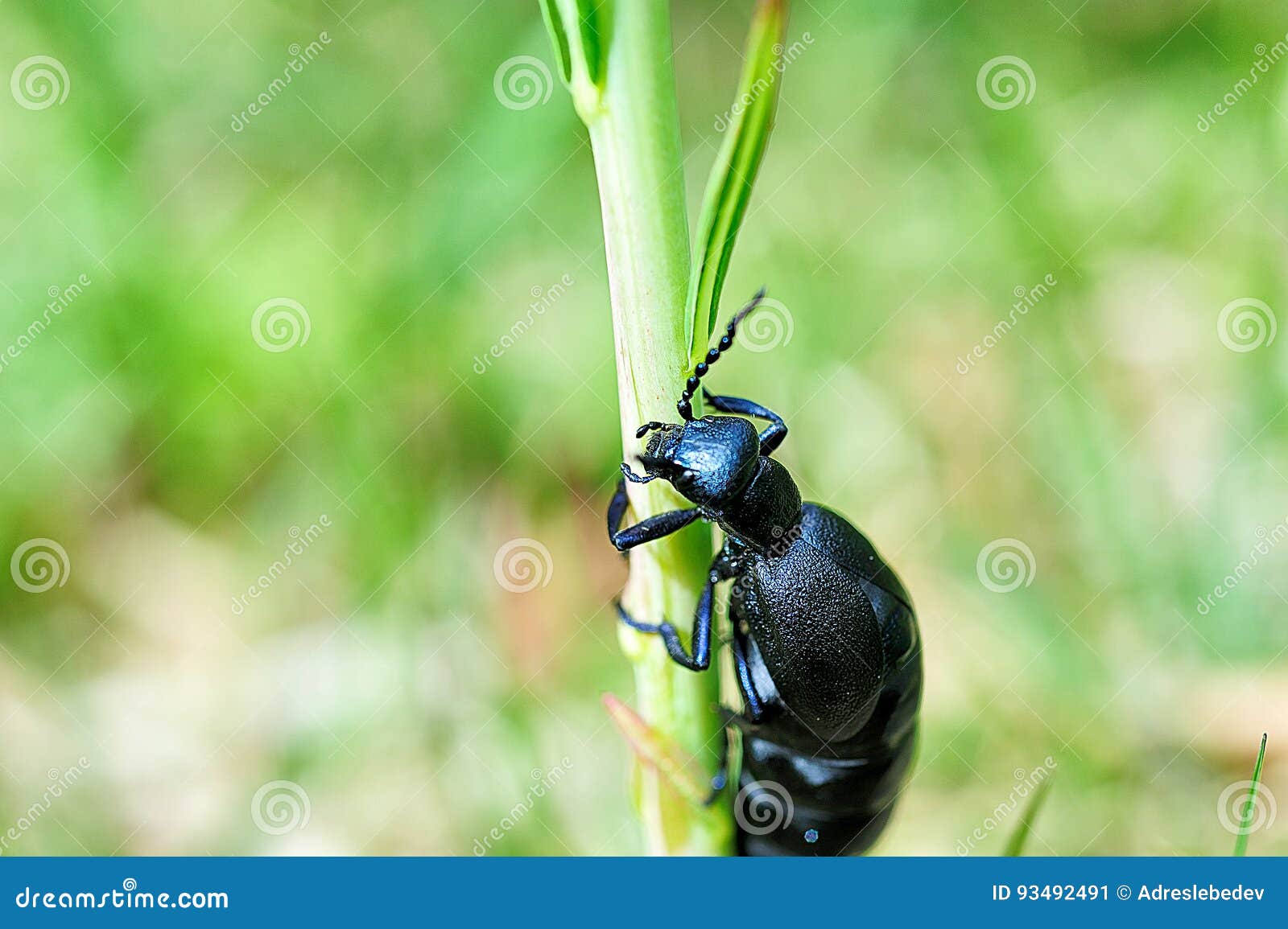 Big black insect on grass stock image. Image of brown - 93492491