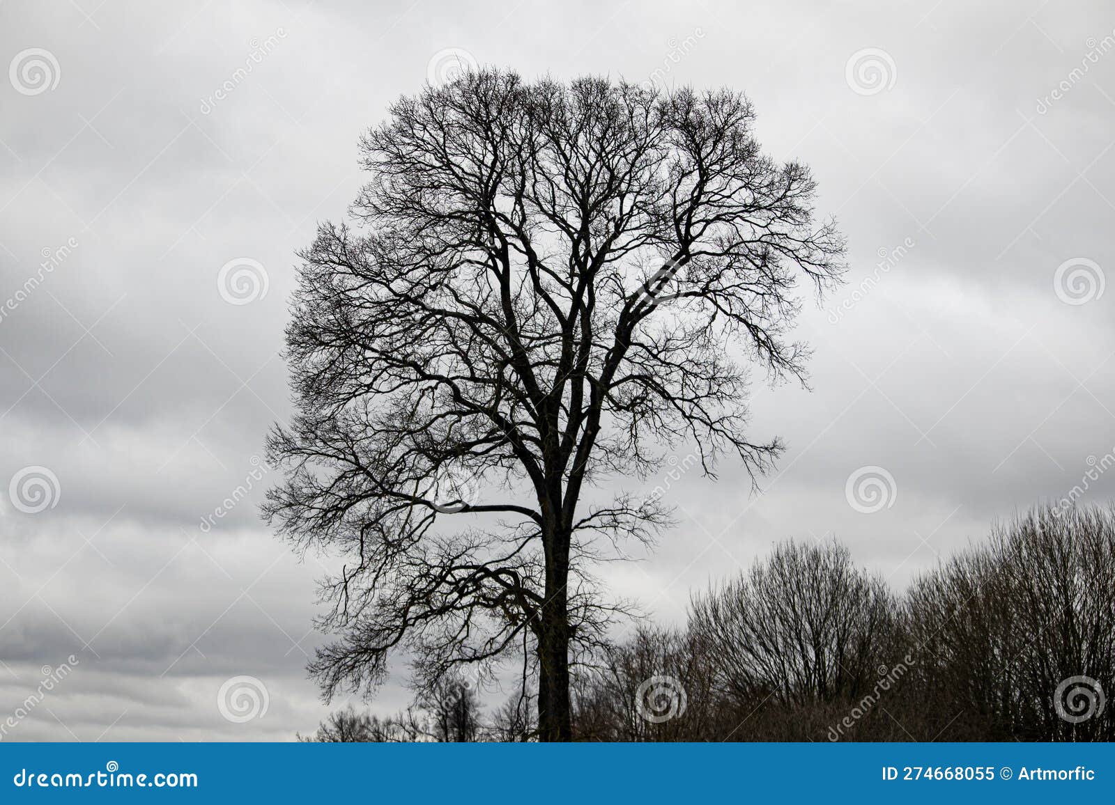 Big Black Leafless Tree Silhouette Against White Sky Background with ...