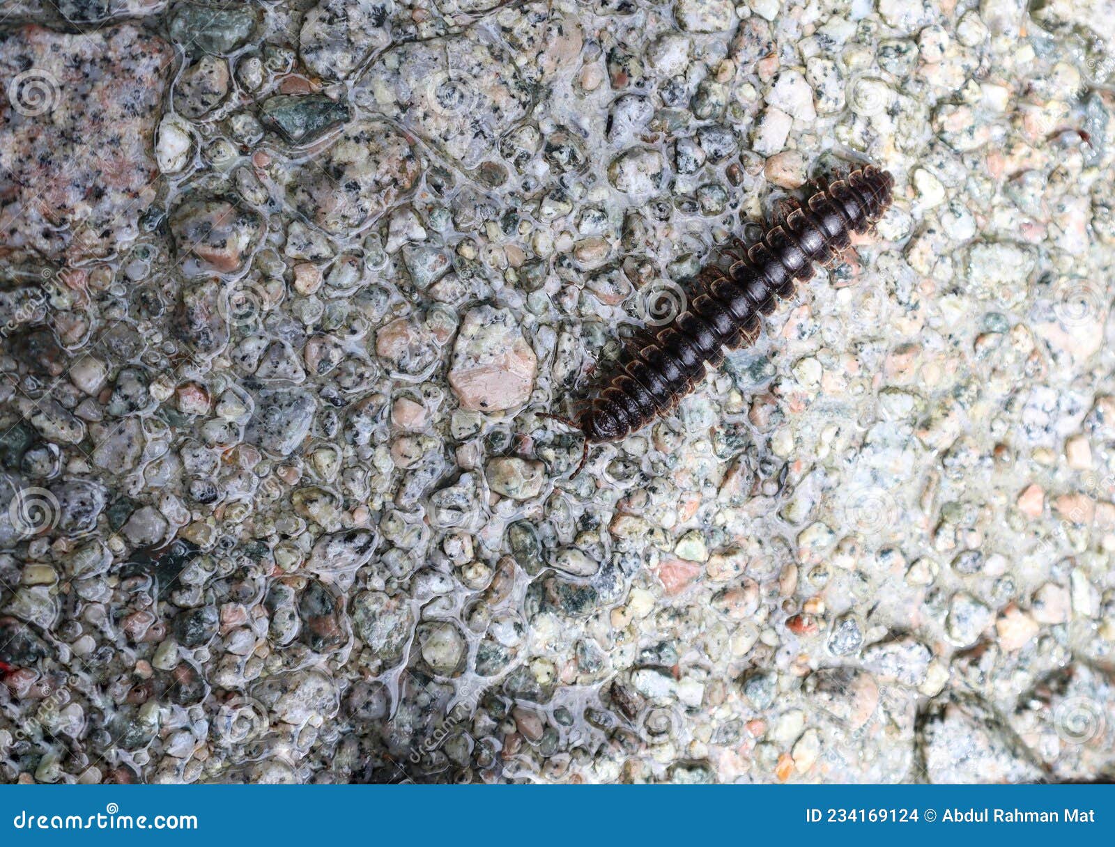 Black Millipede Julida On Man`s Hand Close Up. Exotic Pet Centipede ...