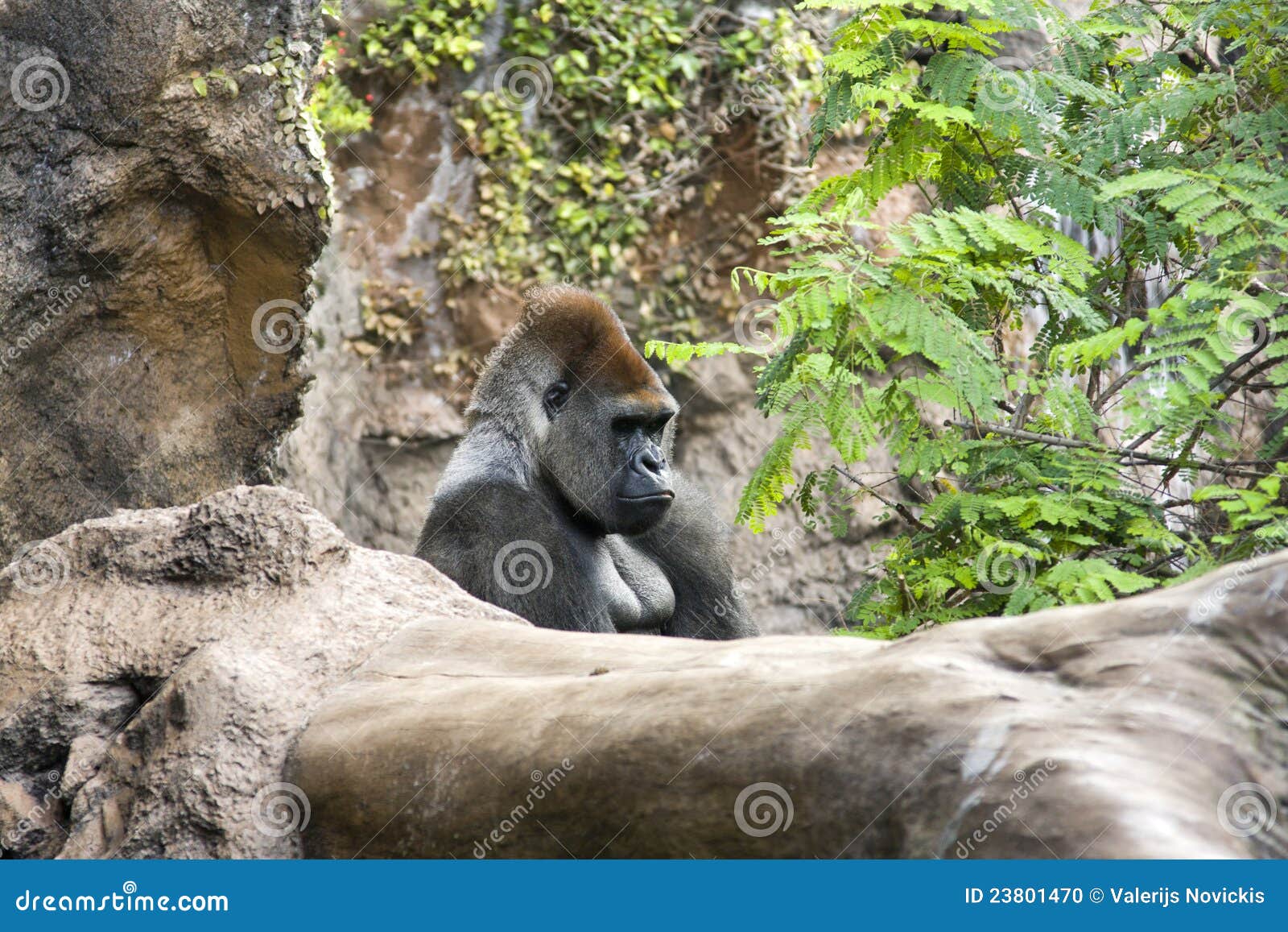 Big black monkey stock photo. Image of green, adult, forest - 23801470