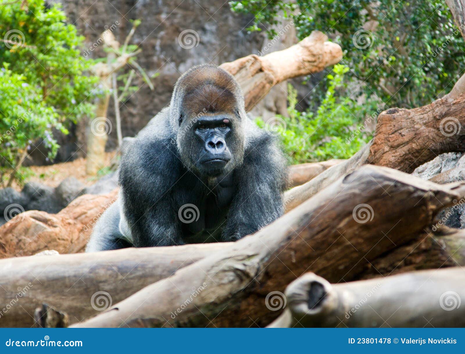 Big black monkey stock photo. Image of animals, apes - 23801478