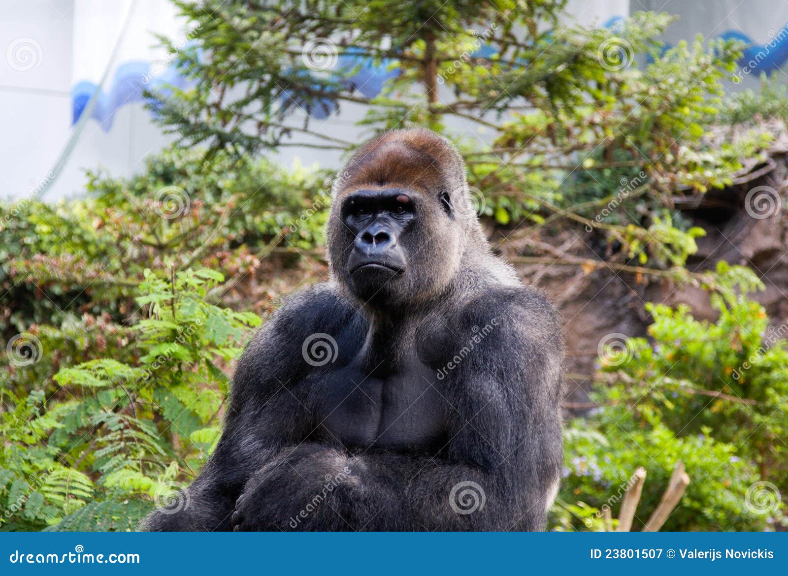 Big Black Monkey Royalty Free Stock Photography - Image: 23801507
