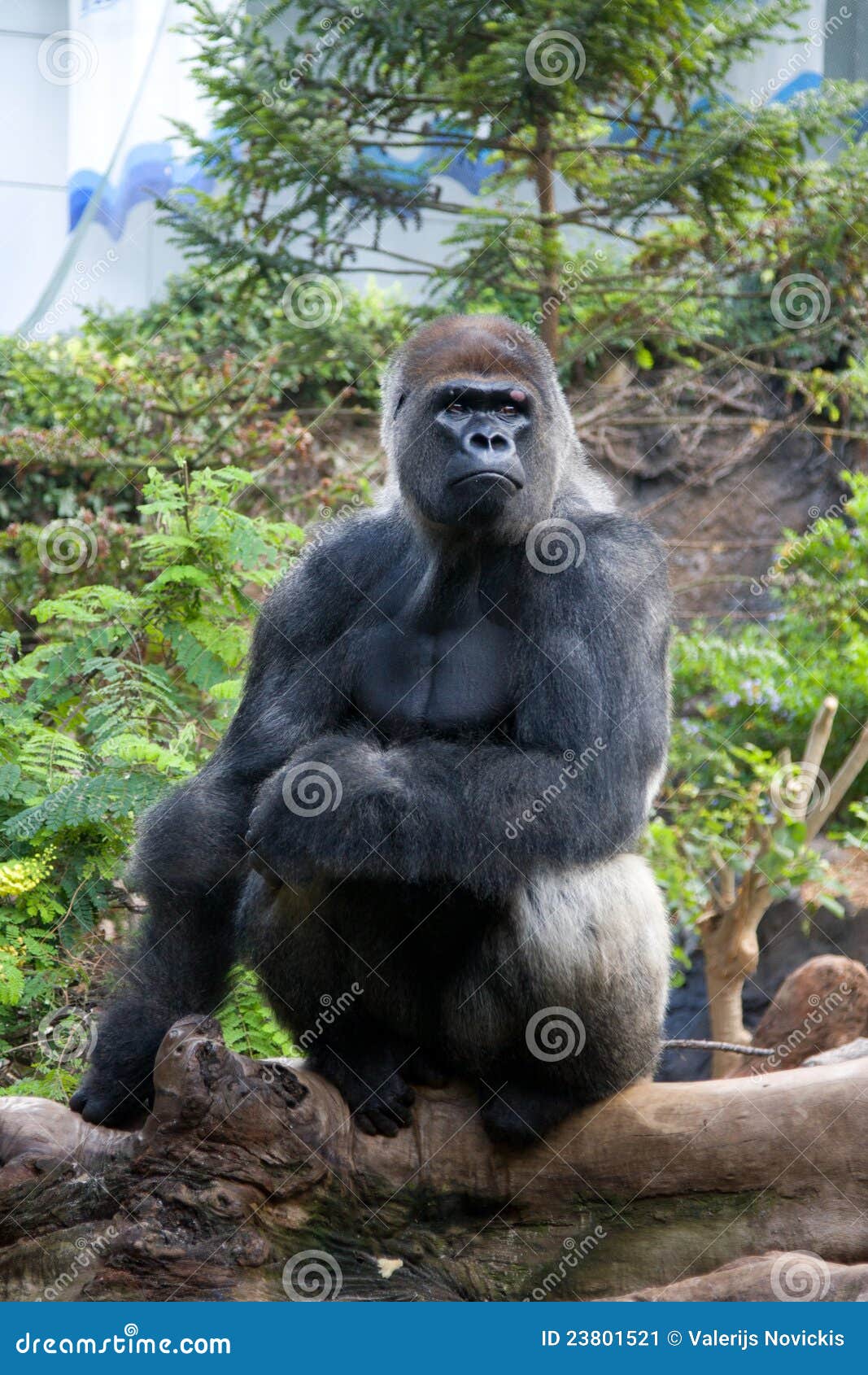 Big black monkey stock image. Image of nature, closeup - 23801521