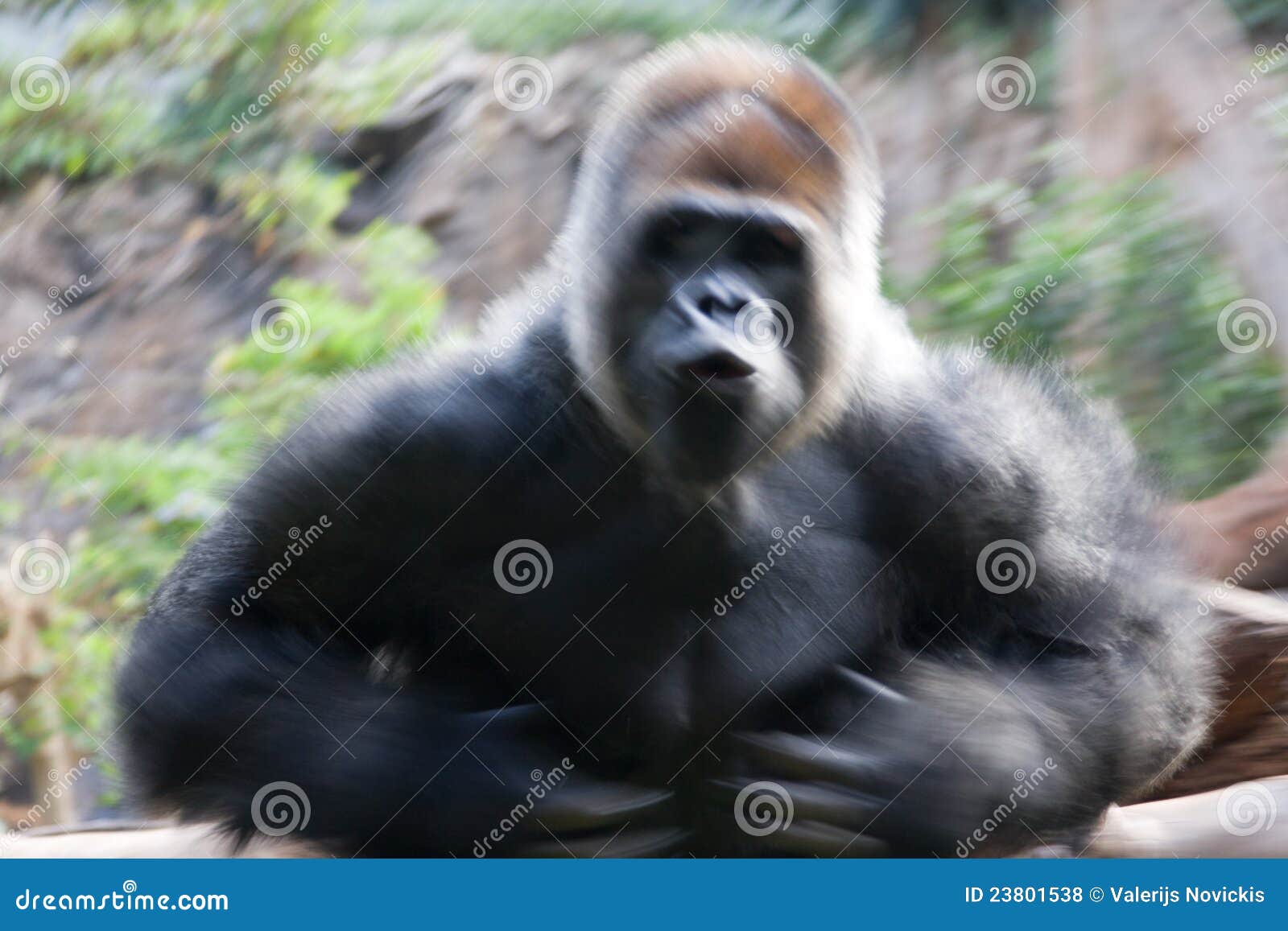Big black monkey stock photo. Image of life, primates - 23801538