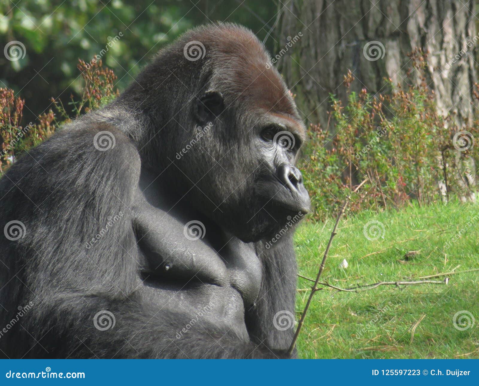The big black monkey stock image. Image of nature, thinking - 125597223