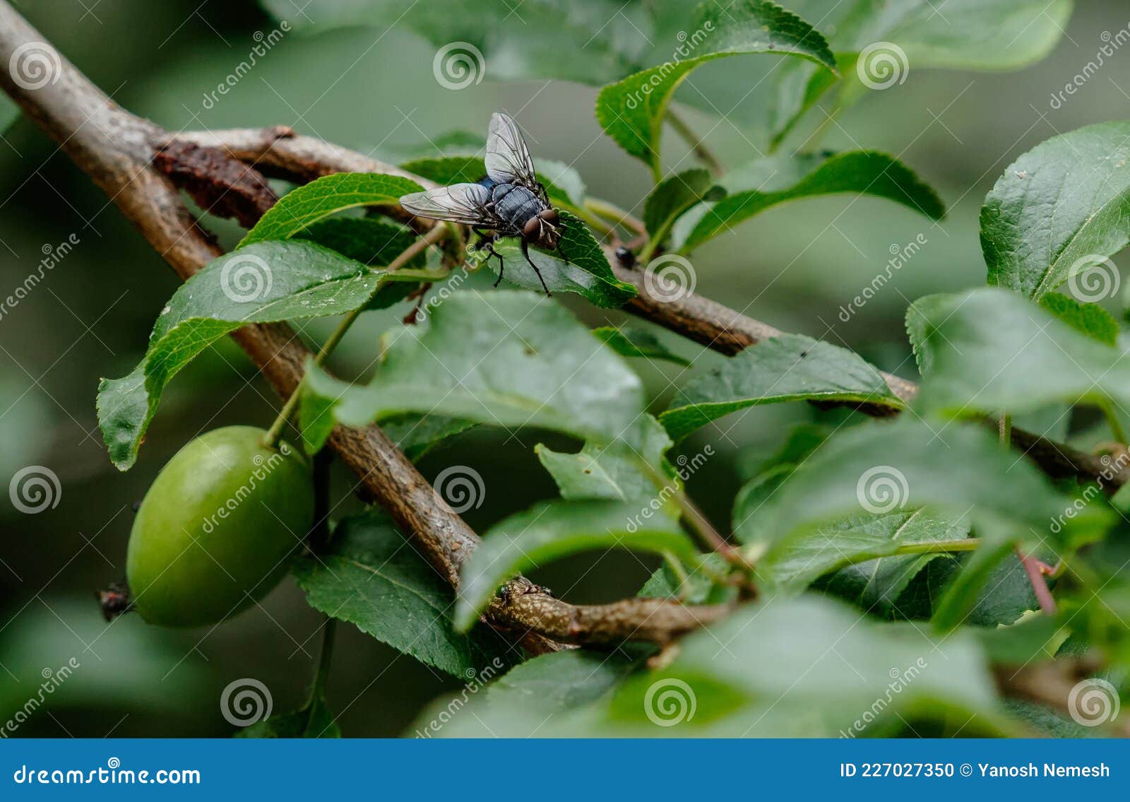 Big black nasty fly stock photo. Image of eyes, legs - 227027350