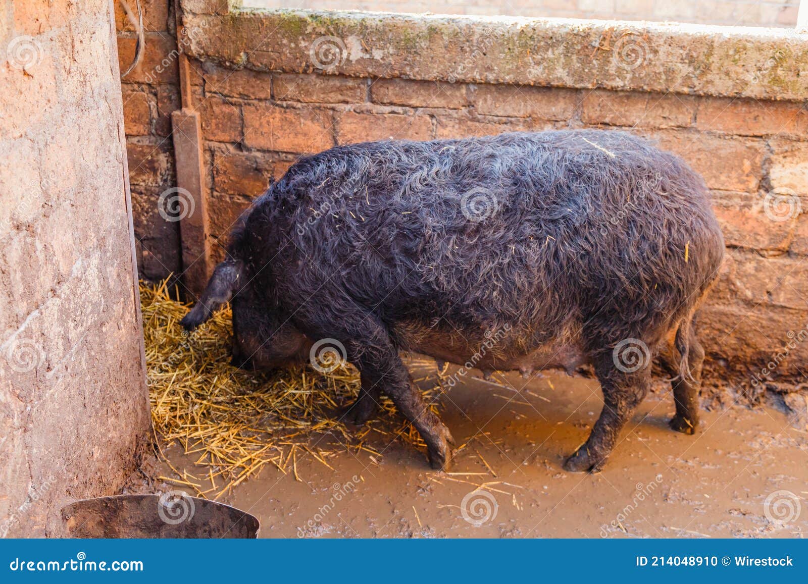 Big Black Pig Entering the Barn Stock Photo - Image of black, face ...