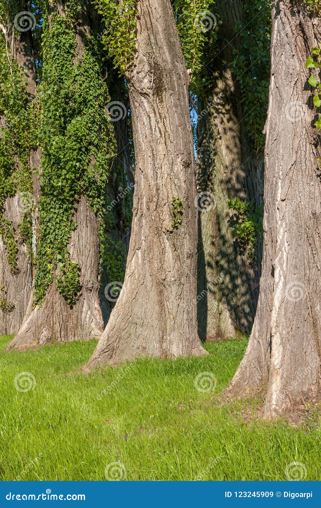 Big black polar trees stock image. Image of alba, tree - 123245909