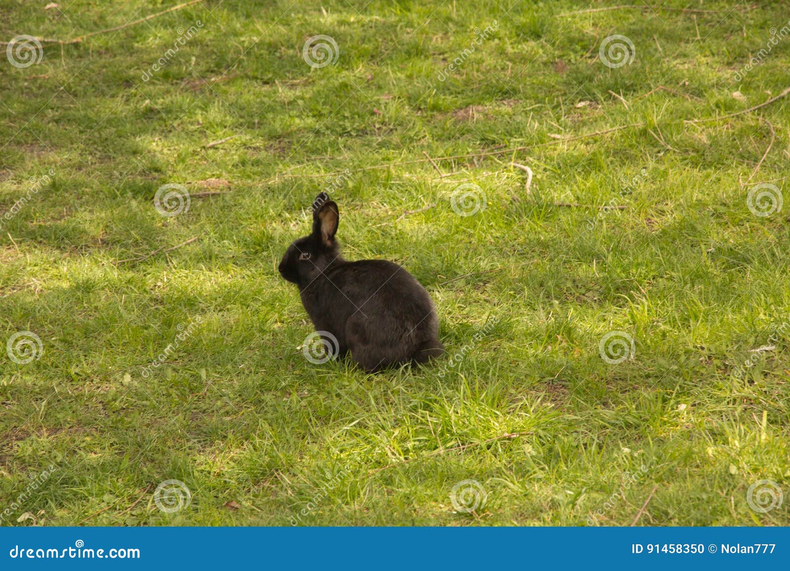 Big black rabbit stock photo. Image of bunny, pets, sunny - 91458350
