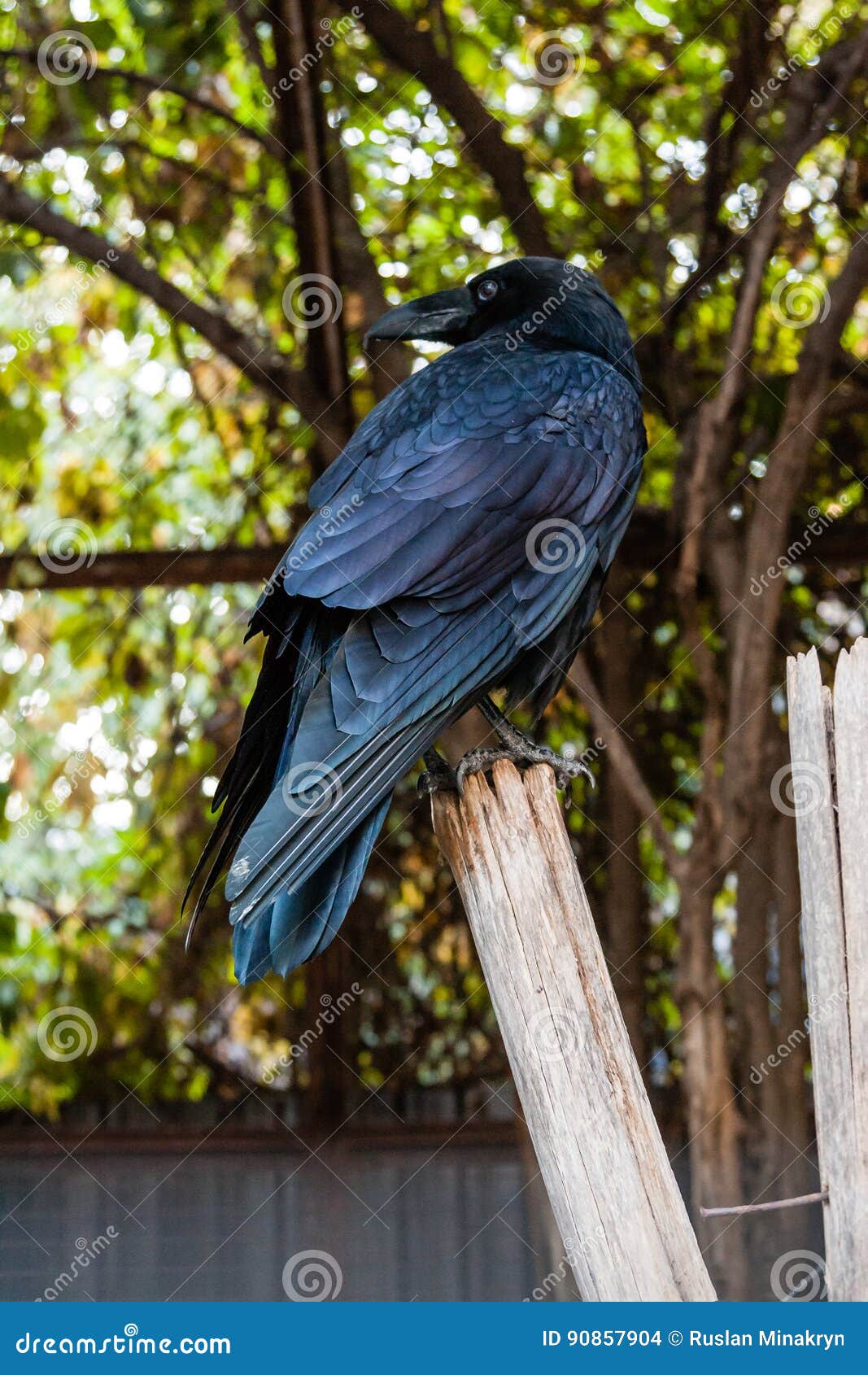 Big Black Raven Sitting on a Branch Stock Photo - Image of claw, black ...