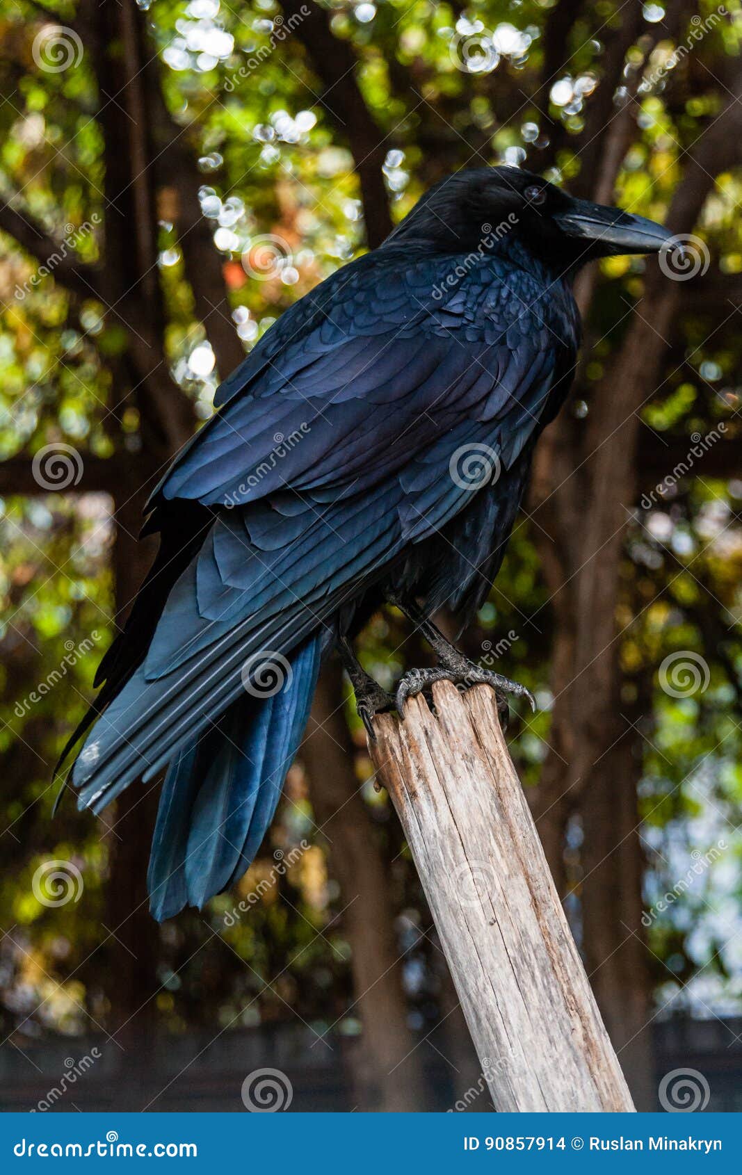 Raven Sitting On Tombstone Stock Image | CartoonDealer.com #126306049