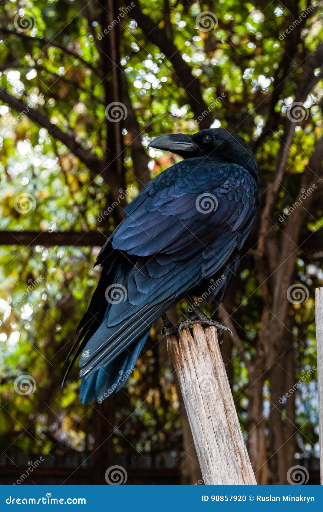 Big Black Raven Sitting on a Branch Stock Photo - Image of closeup ...