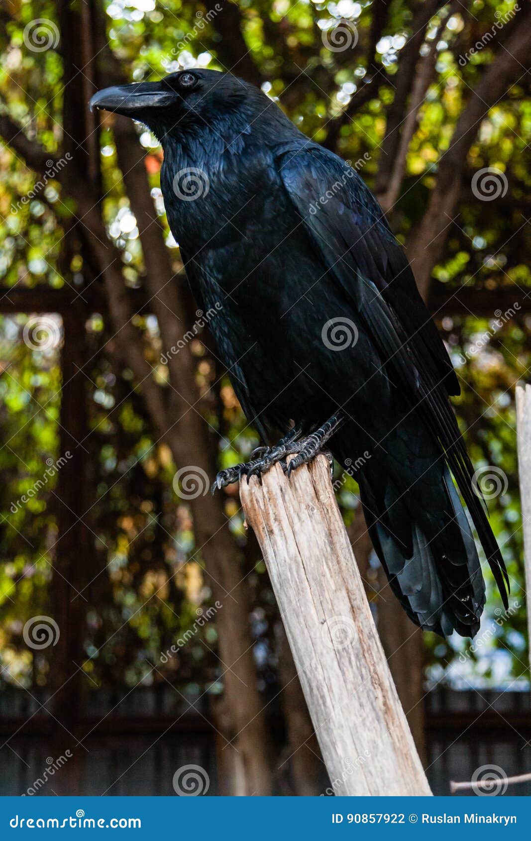 Big Black Raven Sitting on a Branch Stock Photo - Image of common ...