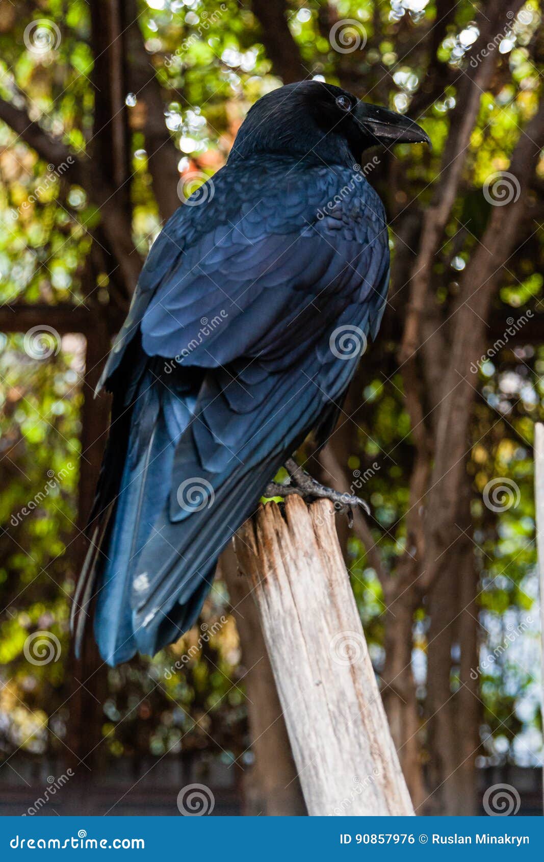 Big Black Raven Sitting on a Branch Stock Photo - Image of green ...