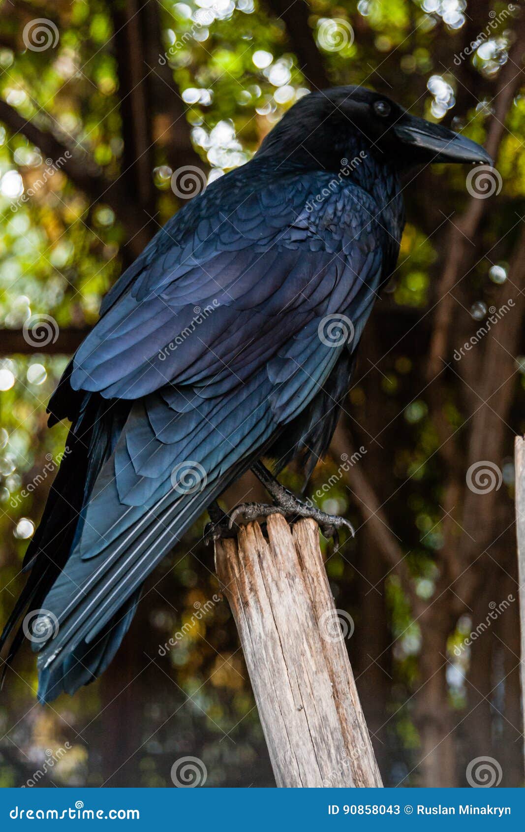 Big Black Raven Sitting on a Branch Stock Image - Image of foliage ...