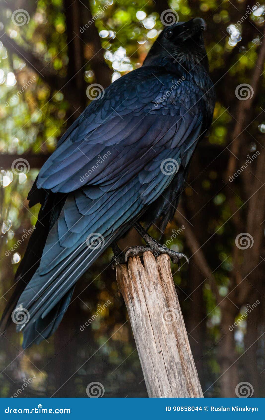 Big Black Raven Sitting on a Branch Stock Photo - Image of flight ...