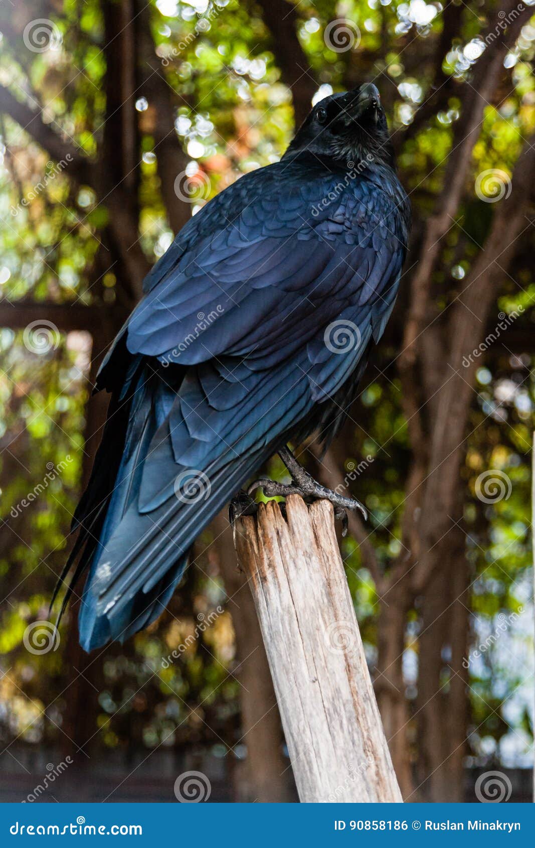 Big Black Raven Sitting on a Branch Stock Photo - Image of ornithology ...