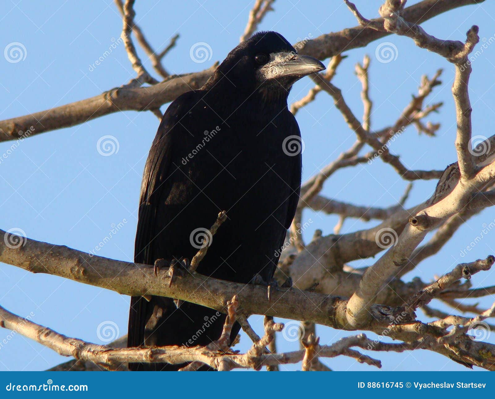 Big black rook stock image. Image of plants, branch, glare - 88616745