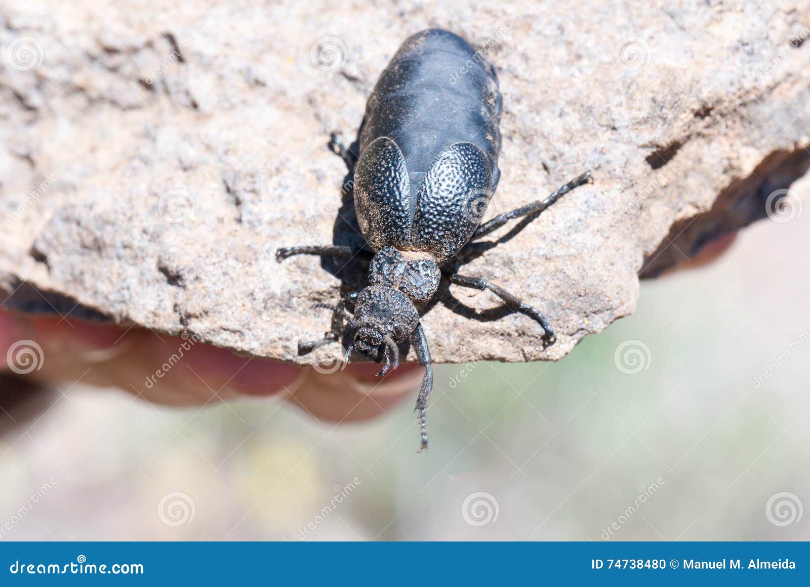 Big black scarab stock photo. Image of colors, macro - 74738480