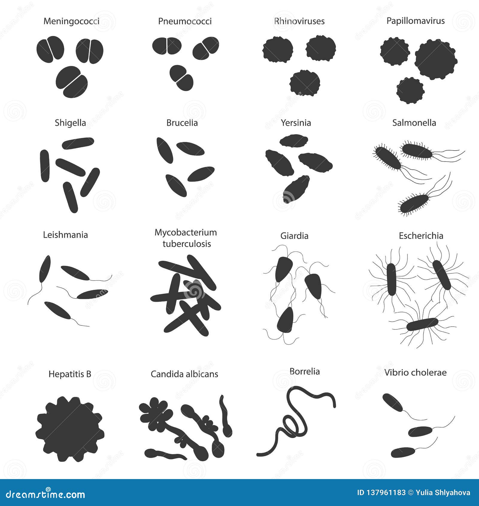 Bacteria Pictures With Names