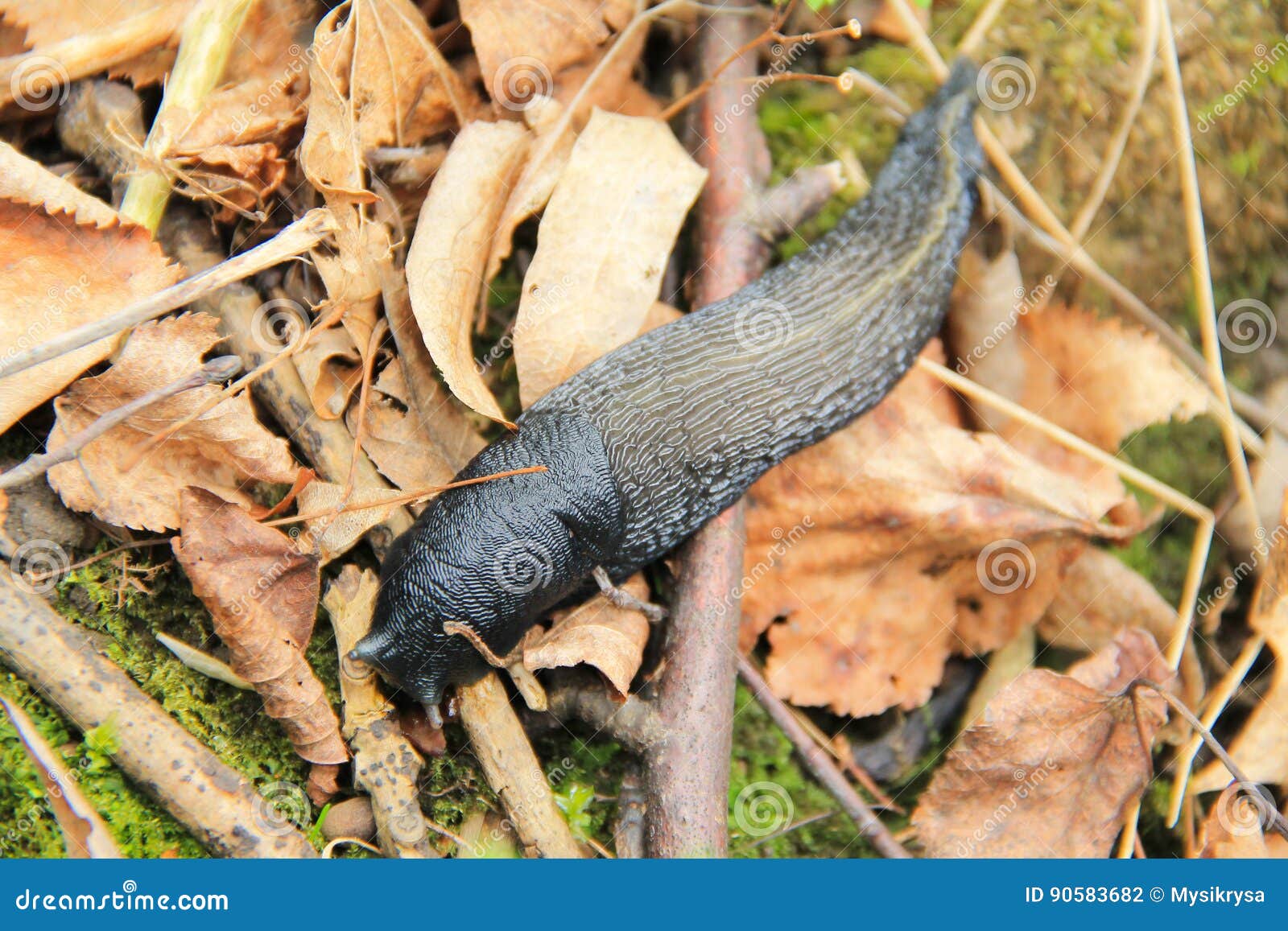 Big black slug stock photo. Image of environment, mollusc - 90583682