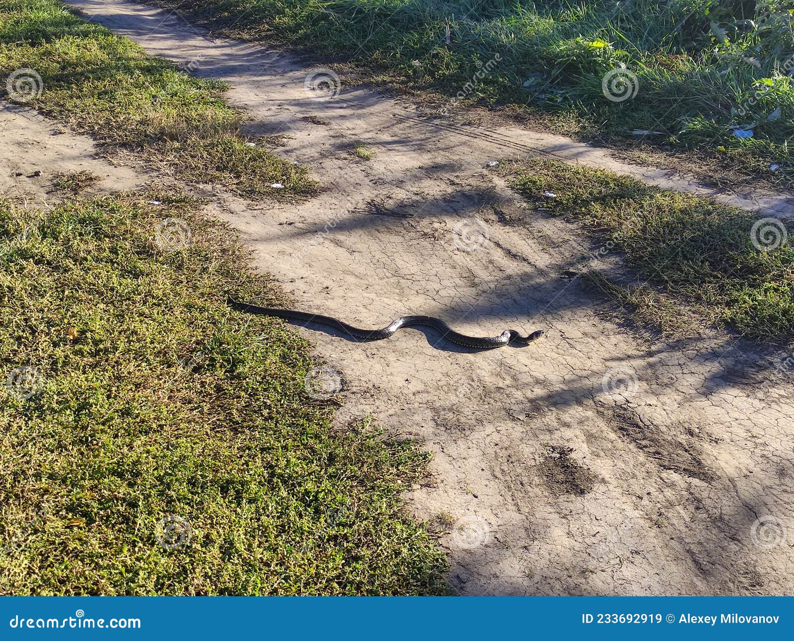 Big Black Snake on a Rural Road Stock Image - Image of adder, protected ...