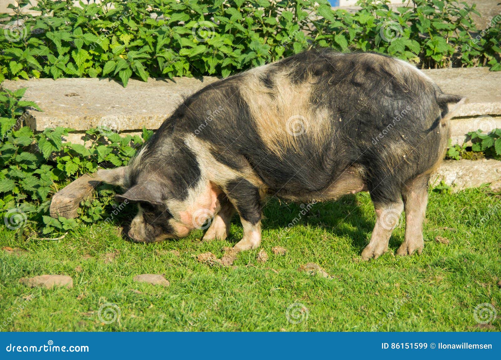 Big Black Sniffing Pig in Summertime Stock Image - Image of environment ...