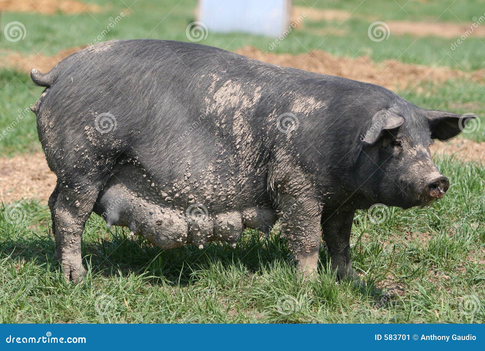 Big black sow stock image. Image of farm, green, black - 583701
