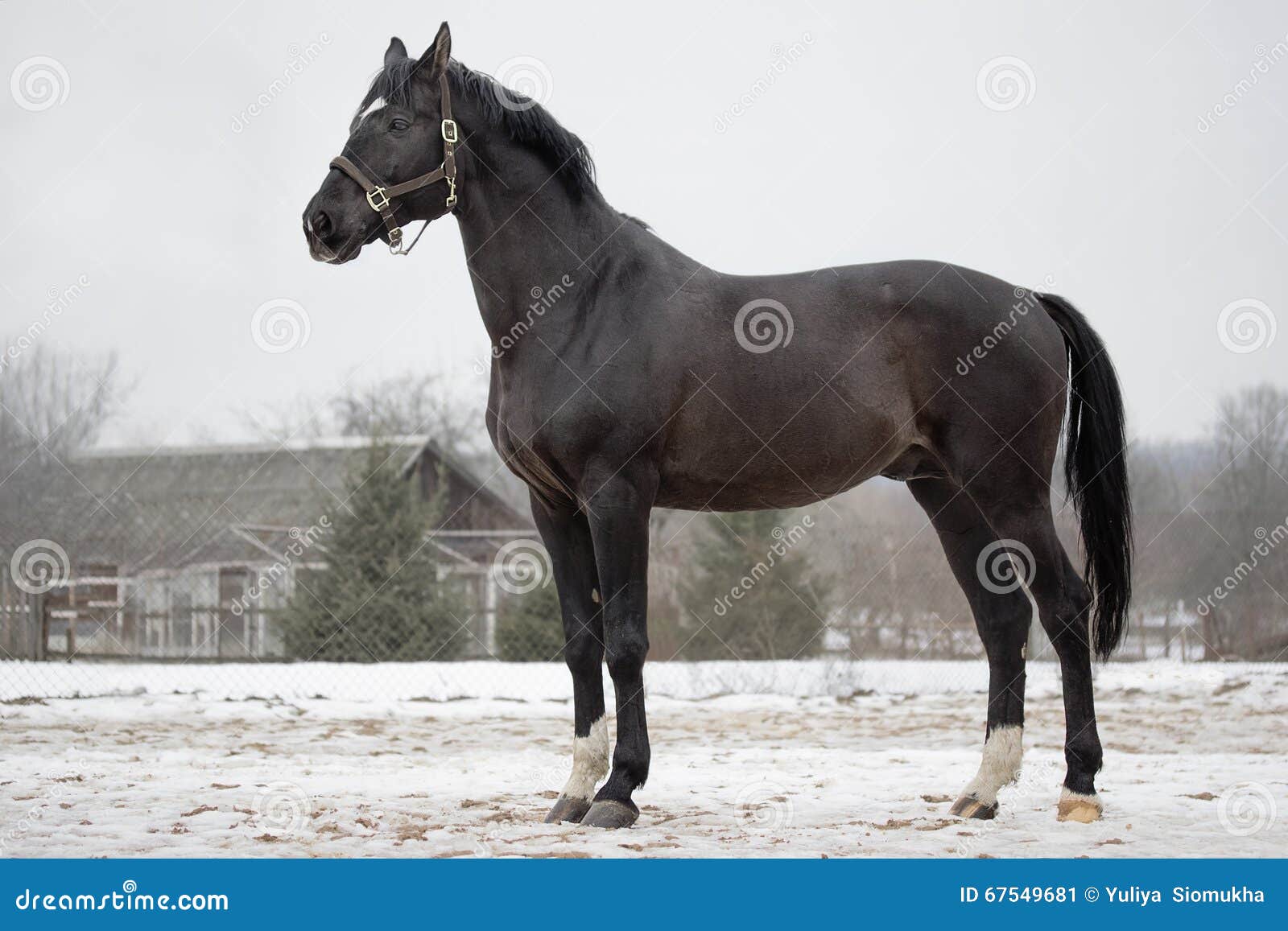 Big black stallion stock image. Image of speed, mammal - 67549681
