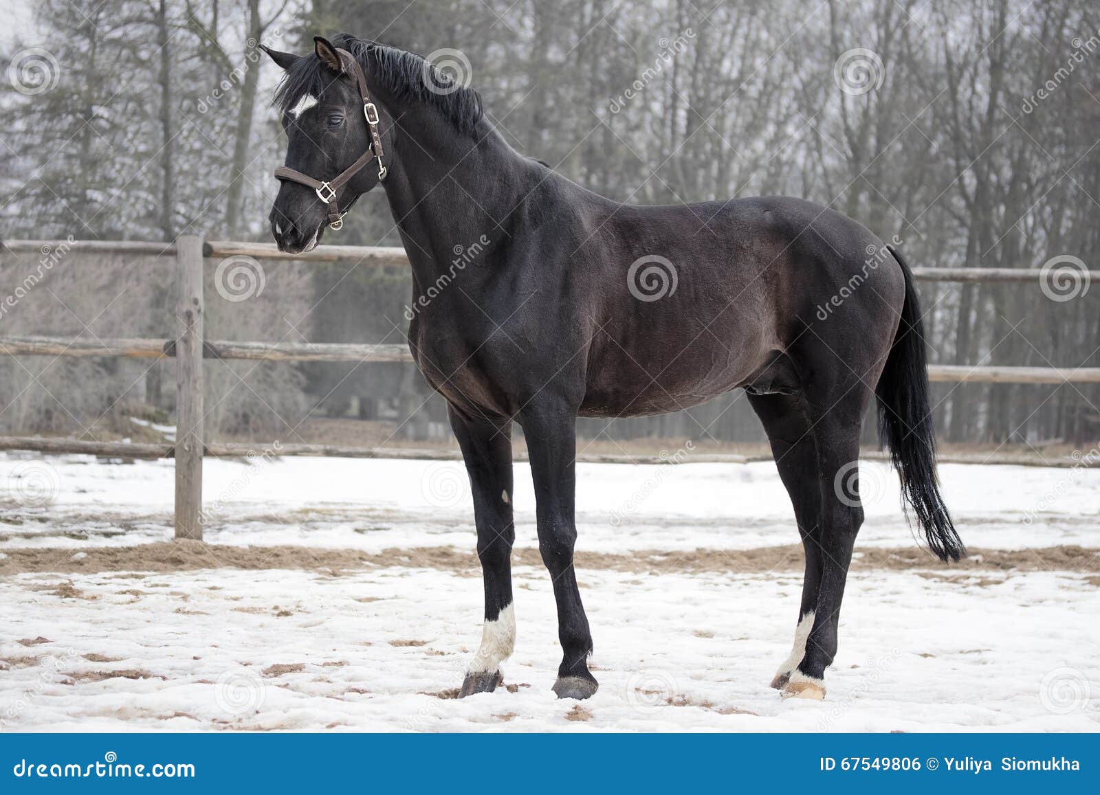 Big Black Stallion Stock Photos - Download 1,033 Royalty Free Photos
