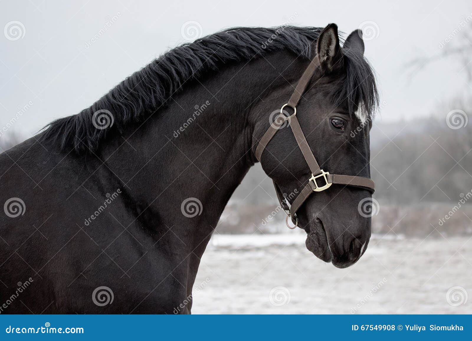 Big black stallion stock photo. Image of relations, equine - 67549908