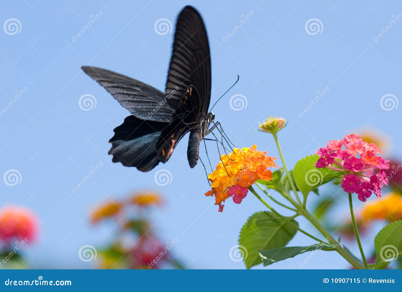 Black Swallowtail Butterfly Flying