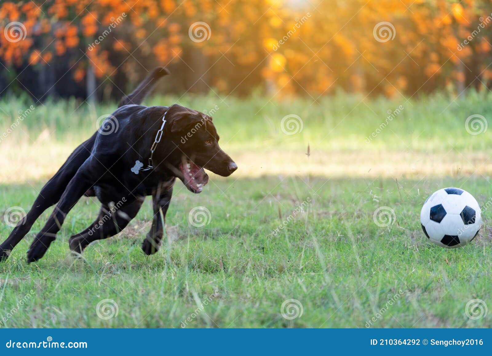 Big Black Dog Playing with a Ball on the Ground in the Yard Stock Photo ...