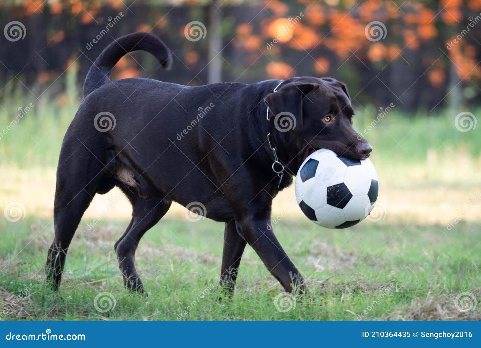 Big Black Dog Playing with a Ball on the Ground in the Yard Stock Image ...