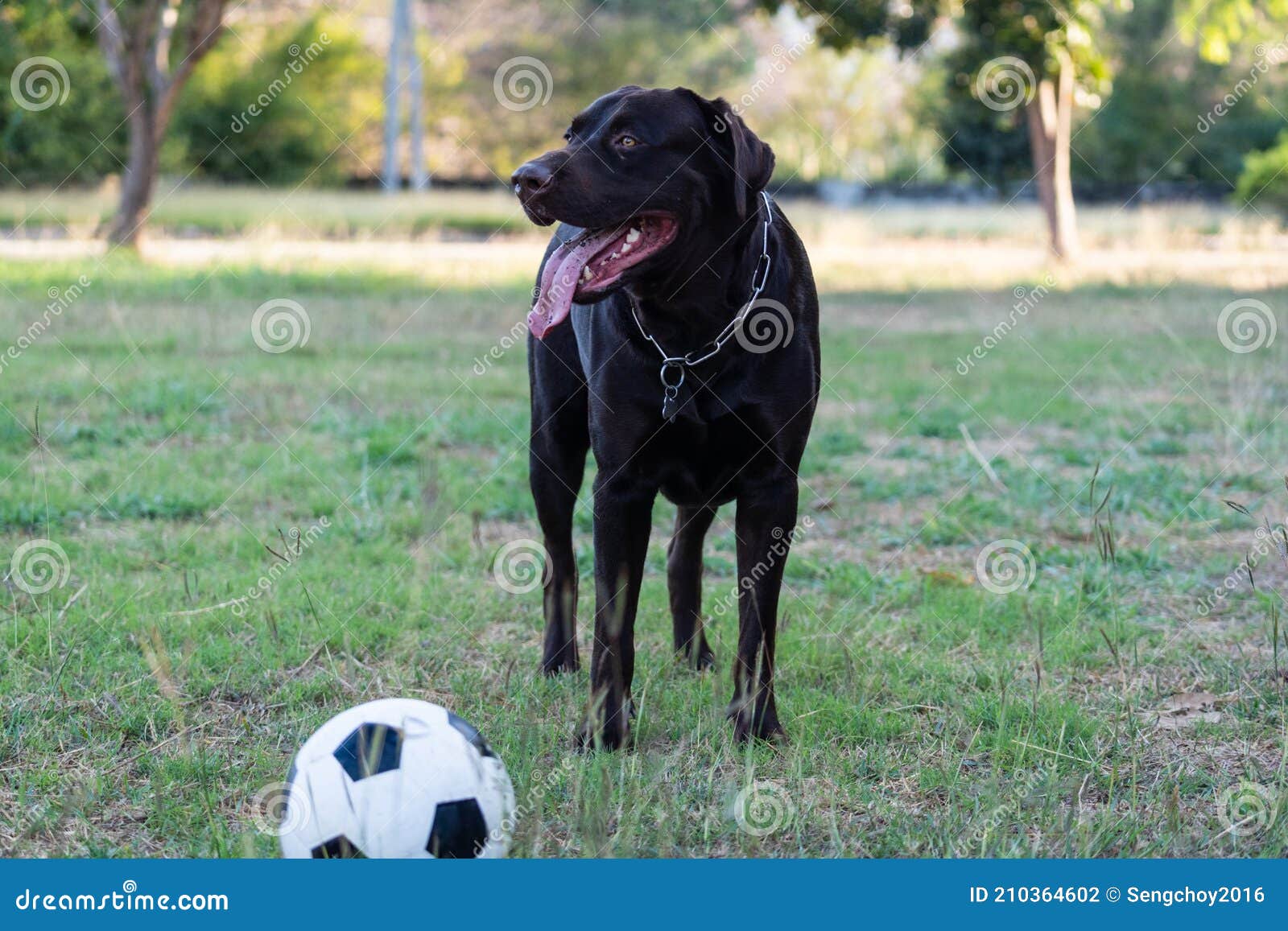Big Black Dog Playing with a Ball on the Ground in the Yard Stock Photo ...