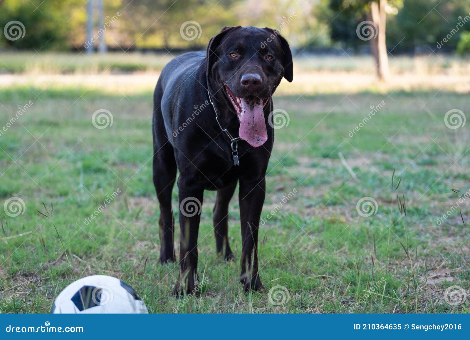 Big Black Dog Playing with a Ball on the Ground in the Yard Stock Image ...
