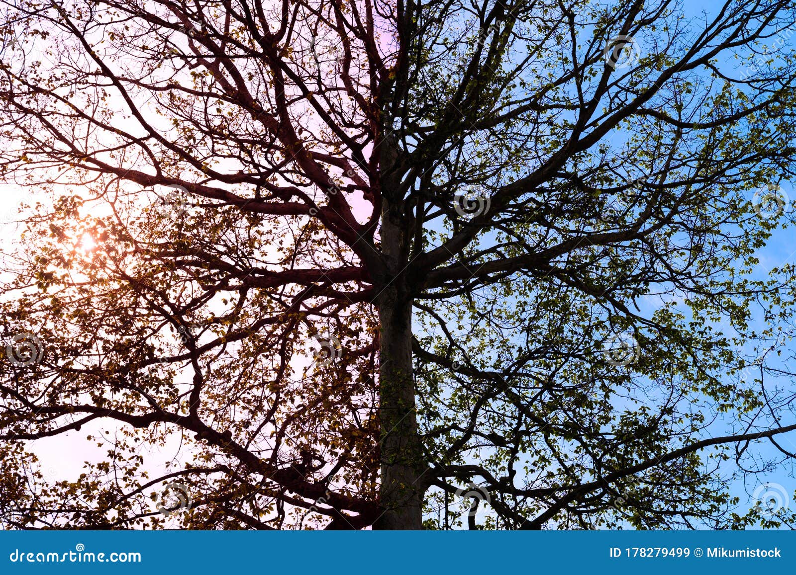 Big black tree silhouette stock image. Image of dead - 178279499