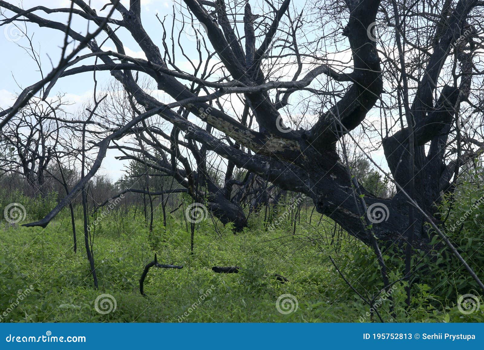 Big Black Trees after a Fire, Green Grass Grows Below Stock Image ...