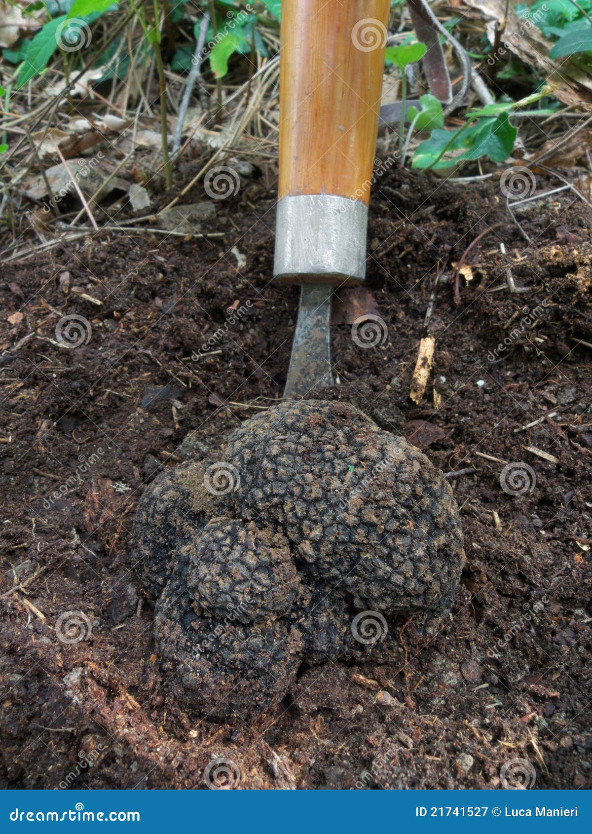 Big black truffle stock image. Image of food, digging - 21741527