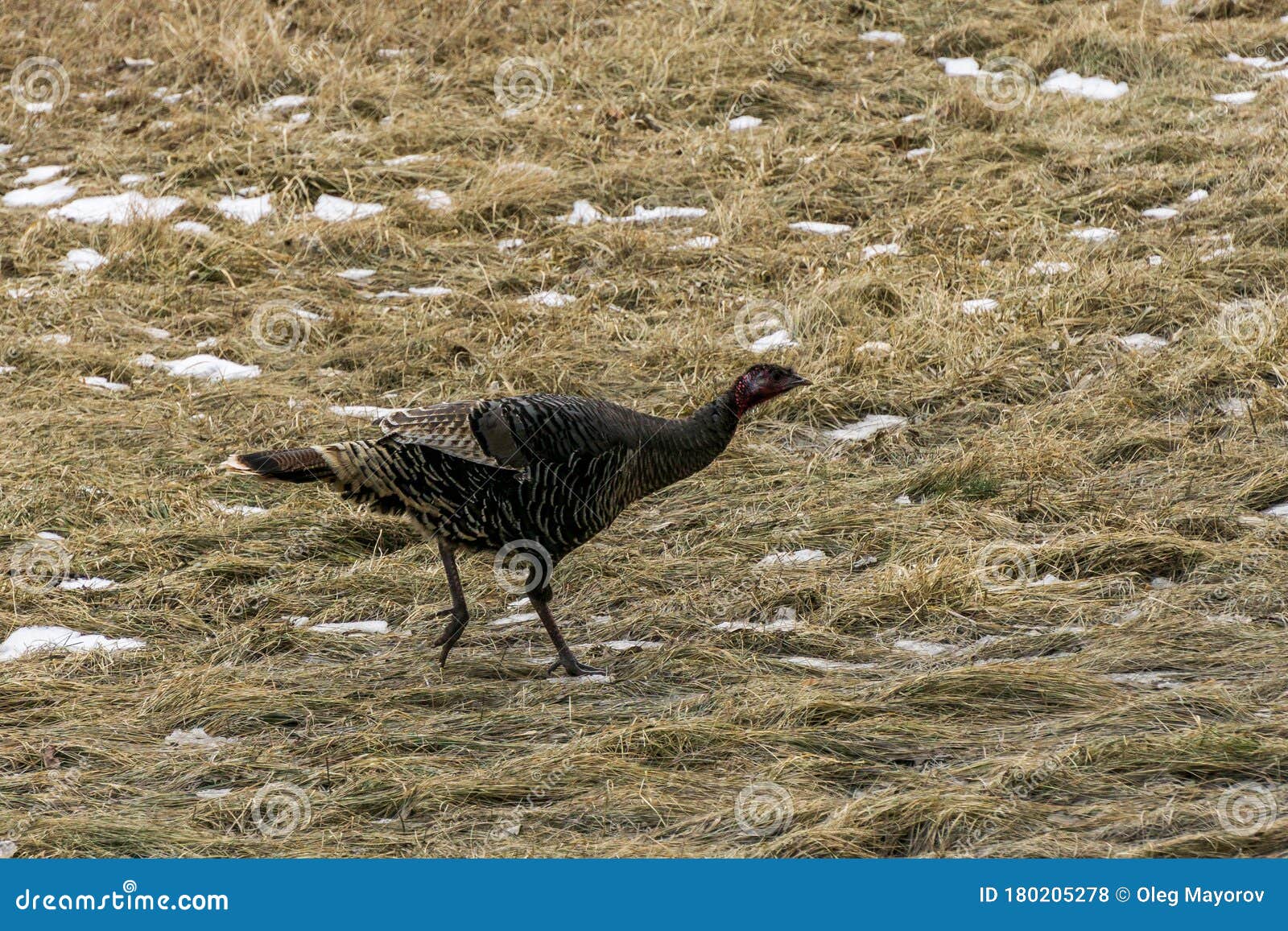 Big Black Turkey Yellow Grass on the Field Stock Photo - Image of wild ...