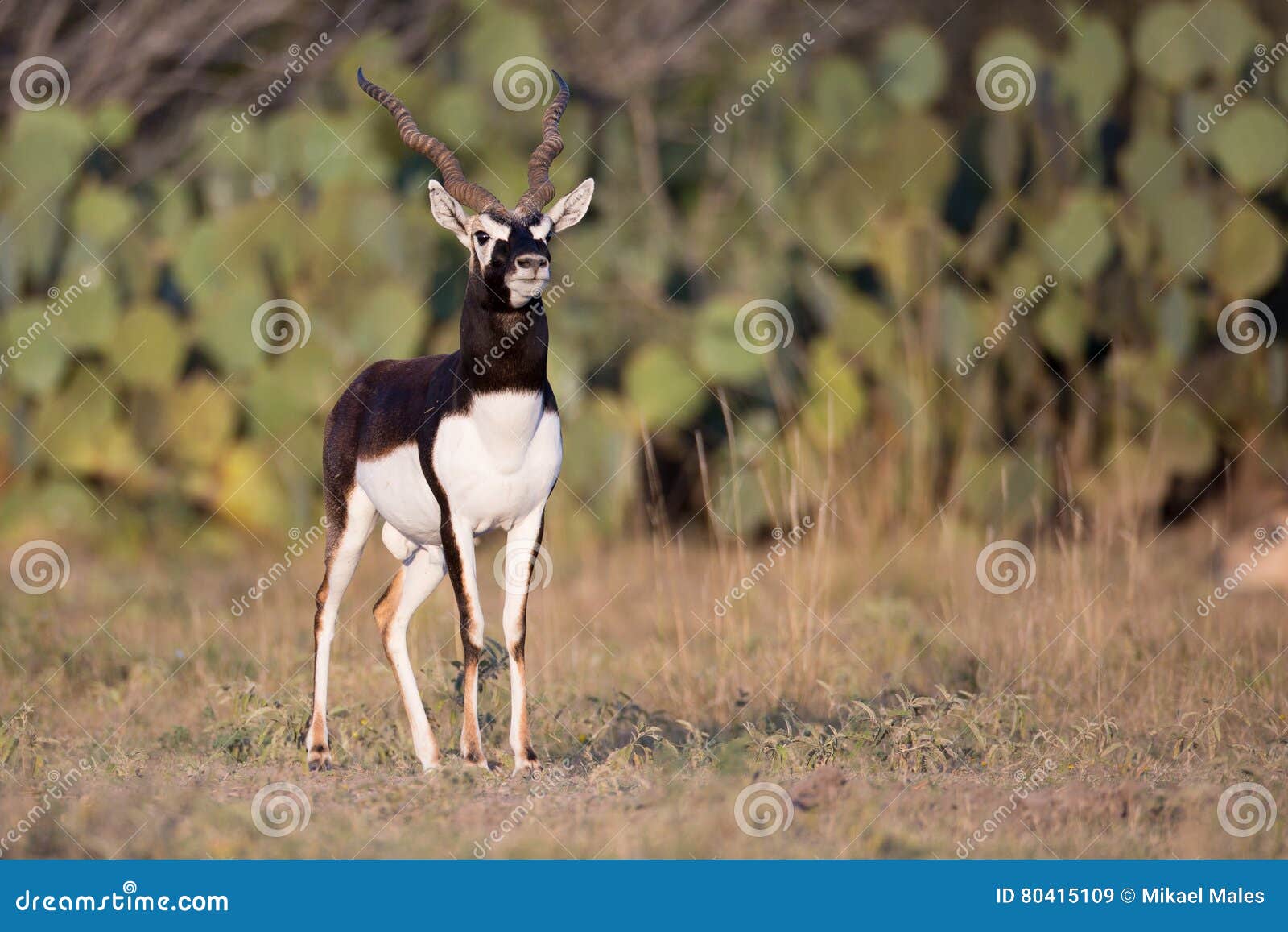 Big Blackbuck Looking for Danger Stock Image - Image of baby, buck ...